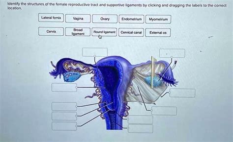 Solved Texts Identify The Structures Of The Female Reproductive Tract And Supportive Ligaments