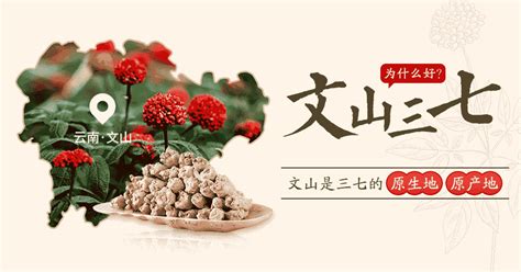 文山三七宣传册