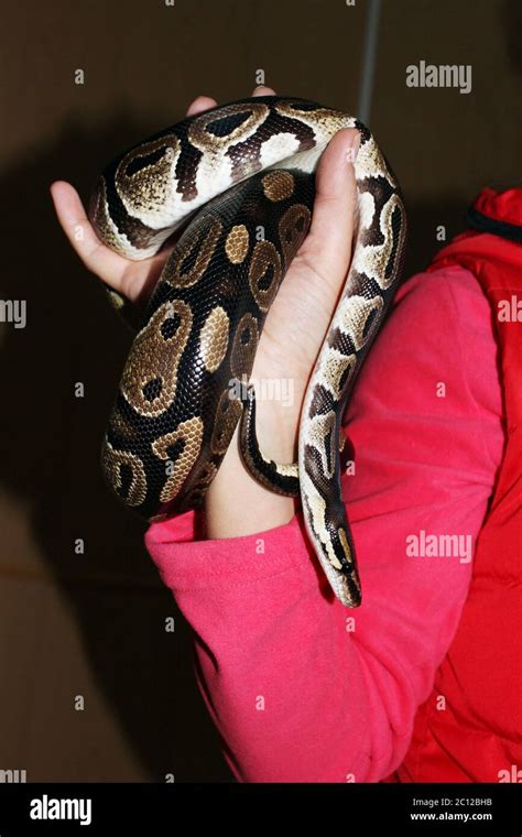 Python Nain Banque De Photographies Et D Images à Haute Résolution Alamy