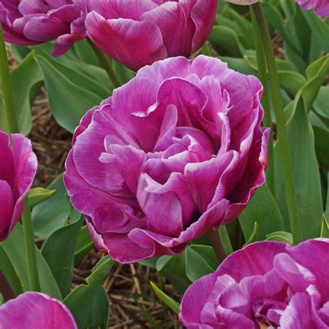 Rich Dark Purple Tulip Bulbs For Sale Online Double Negrita Iplantbulbs