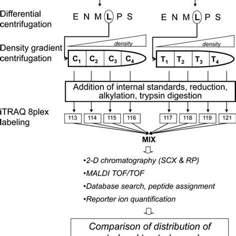 Workflow For Sample Processing And Itraq Labeling Liver Homogenates Download Scientific