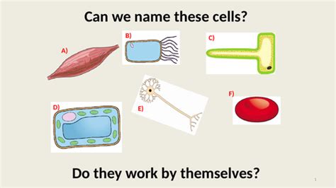Cell Structure Lesson Sequence Teaching Resources