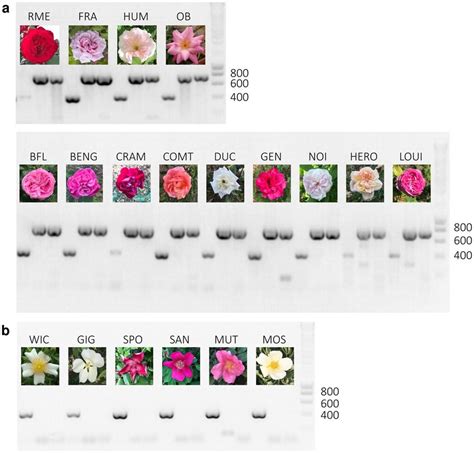 The Transposable Element Insertion Is Only Observed In The Analysed Download Scientific Diagram