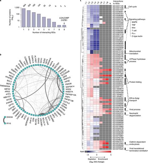 Analysis Of The Isgs Interaction Network A Distribution Of Proteins By