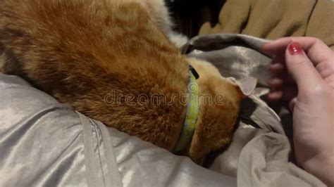 Adorable Ginger Kitty Cat Lying On Human Pov Caressing And Stroking Pet Friend Feline Creature