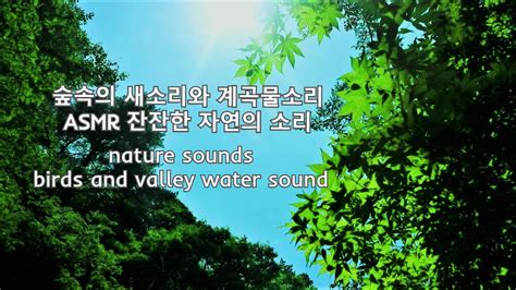 Asmr 숲속의 잔잔한 새소리와 물소리 백색소음 휴식 명상 공부 수면 Youtube