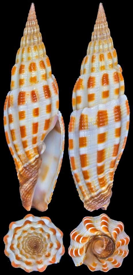 68 Fossils Ideas Fossils Sea Shells She Sells Seashells