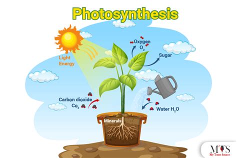Reactants And Products Of Photosynthesis Diagram At Catherine Grant Blog
