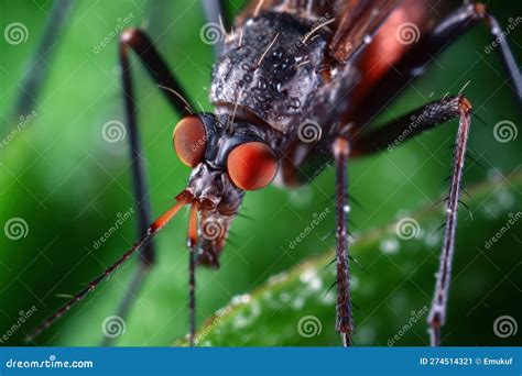 Mosquito Insect Closeup Macro Generative Ai Stock Illustration Illustration Of Wildlife