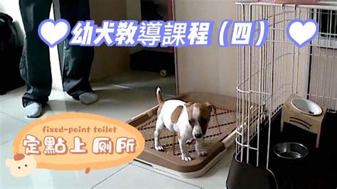 EP104幼犬教學系列如何教幼犬定點上廁所 傑克羅素娜娜4狗狗行為矯正訓練 YouTube