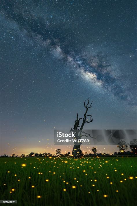밤하늘 은하수와 하늘 배경에 별이 있는 죽은 나무 장면 나무와 들판 논 주변에 반딧불이가 많이 있습니다 소음과 곡물 장시간