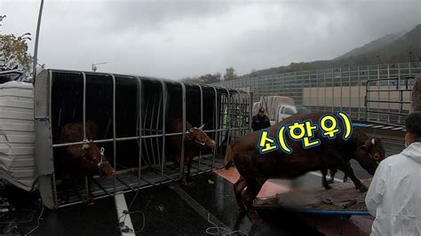 소 운반 트럭이 넘어졌습니다냉정분기점남해고속도로 소를 다루는게 보통일이 아닙니다 Youtube