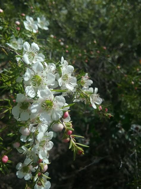 Leptospermum Polygalifolium In 50mm Forestry Tube Trigg Plants