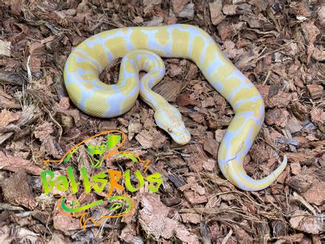 Candy Ball Python By Ballsrus Llc Morphmarket