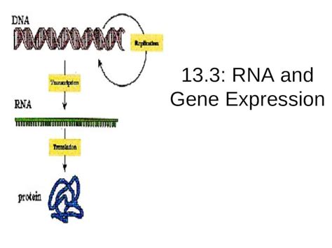 PPT RNA And Gene Expression Objectives What Is The Process Of Gene Expression What