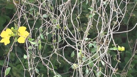 How To Handle Invasive Vines