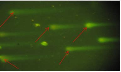 Preventive Role Of Propolis And L Arginine Supplement On Dna Damage For Sperm And Male