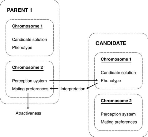 3 Representation Of Mating Preferences And Evaluation Of Mating Candidates Download