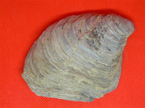 Fossil Specimen Bivalvia Jurassic James