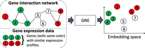 an illustration of gene network embedding gne gne integrates gene