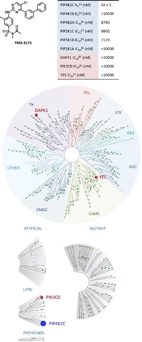 Chemical Structure Kinase Activities And Kinome Wide Selectivity Download Scientific Diagram