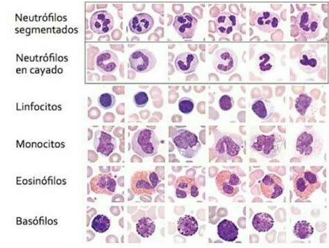 Pinterest Hematología Libros De Histologia Histología