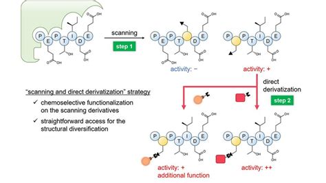 A New Method To Design And Develop Peptide Antibiotics In Large Numbers