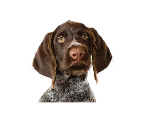 German Longhaired Pointer