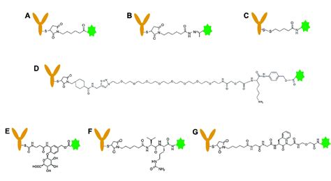 Chemical Structures Of Linkers For Antibody Drug Conjugation A Smcc