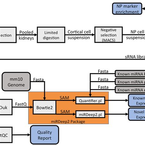 Quality Control Of The Small Rna Seq Dataset Showed Good Sequencing Download Scientific Diagram
