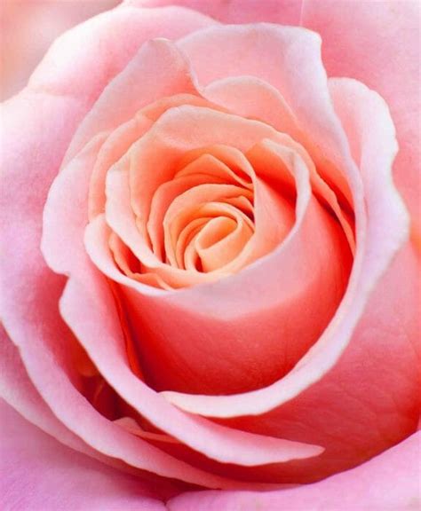 Rose 'Bella Rosa' - Hello Hello Plants