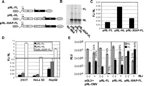 Demonstrating Internal Ribosome Entry Sites In Eukaryotic Mrnas Using