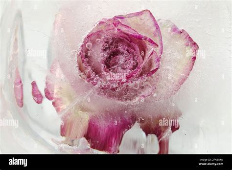 Variegated Rose Flower Frozen Within A Block Of Ice Air Bubble Texture