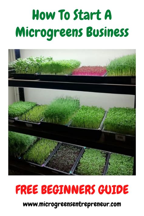 Microgreens Business Beginners Guide Artofit