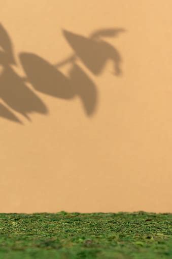 그림자가 있는 베이지색 배경에 녹색 이끼에 프리미엄 빈 장면 제품 홍보 아름다움 천연 에코 화장품을위한 연단 쇼케이스 디스플레이 케이스 강단에 대한 스톡 사진 및 기타