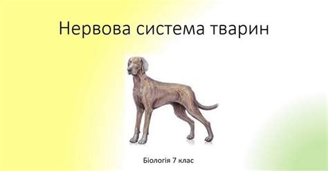 Практична робота No 6 Порівняння будови головного мозку хребетних тварин Тест на 7 запитань