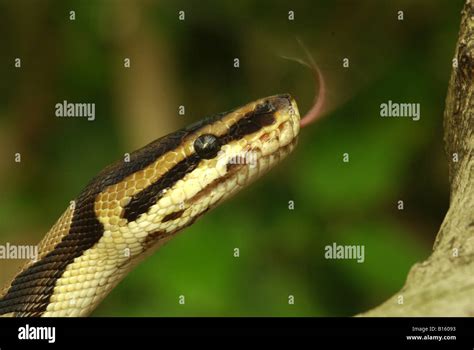 Royal Python Snake Hi Res Stock Photography And Images Alamy