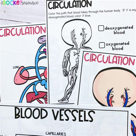 Fun Circulatory System Activities The Rocket Resource