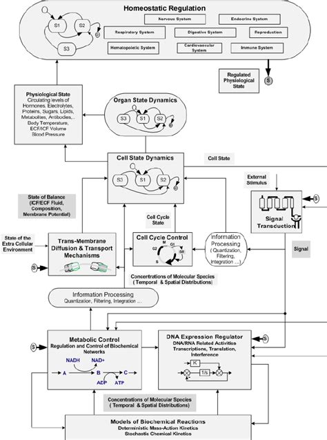 Multi Scale Computational Model Of The Human Organism The Biological Download Scientific