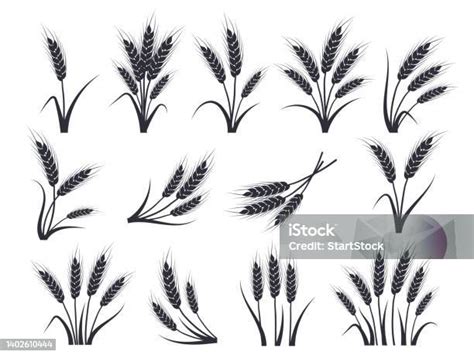 밀 귀는 검은 색으로 설정되었습니다 오트 호밀 또는 보리 스파이크는 디자인 맥주 빵 밀가루 포장을위한 스파이크입니다 건강한 자연 농업 식품을위한 상징 흰색의 전체 유기농