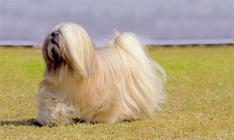 5 Things To Know About Lhasa Apsos Petful