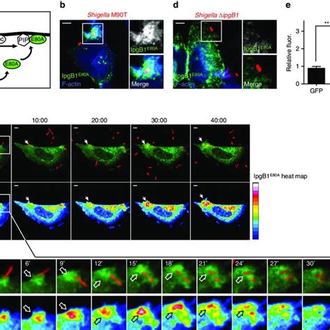 Bacterial Effector Protein Localization In Yeast Subcellular