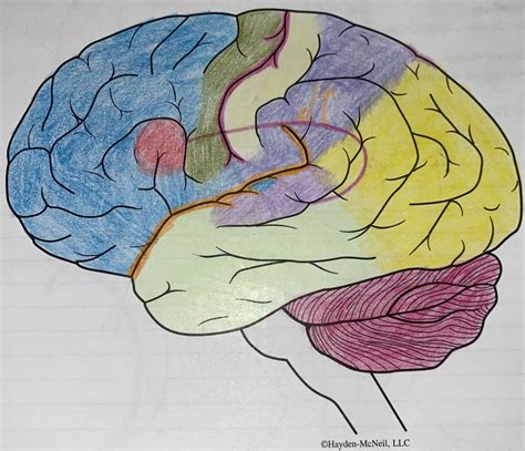 Cerebral Cortex Lateral View Diagram Quizlet