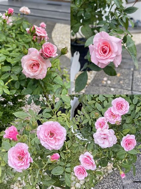 ปลูกกุหลาบ ใครว่ายาก🤨 แกลเลอรีที่โพสต์โดย Khaofang Lemon8