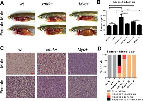 Characterization Of Sex Disparity In Xmrk And Myc Induced Hcc