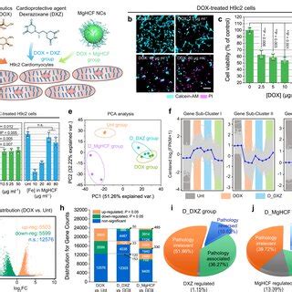 In Vitro Cellular Evaluations And High Throughput MRNA Sequencing A Download Scientific Diagram