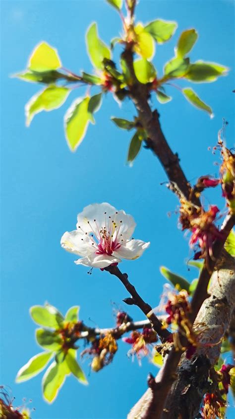 شکوفه درخت 🌸 زیبایی و طبیعت سبز