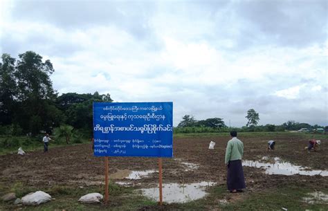 ကလေးခရိုင် တိရစ္ဆာန်မွေးမြူရေးနှင့်ကုသရေးဦးစီးဌာနမှ မိုးရာသီတိရစ္ဆာန်အစာပင် နေပီယာမြက် သရုပ်ပ