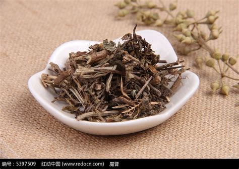 中药马鞭草高清图片下载 红动中国