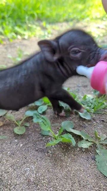 зверский аппетит маленького поросёнка дача минипиг поросенок жизньвдеревне милота Youtube